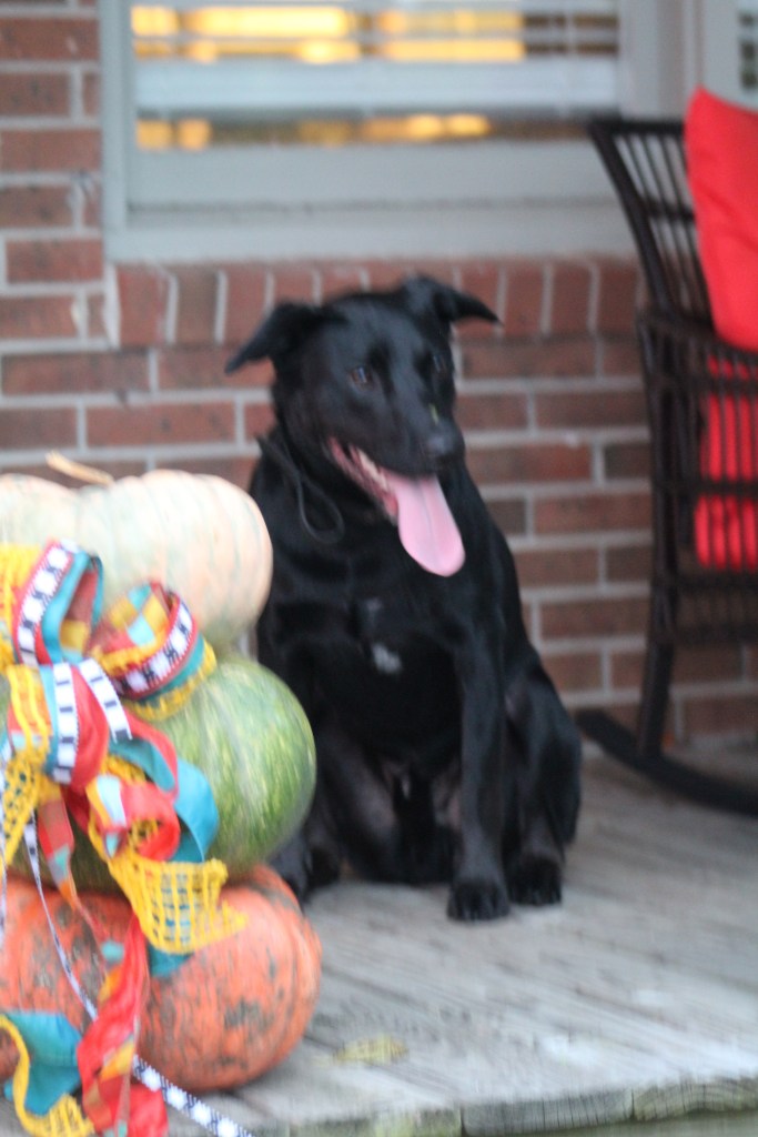 Anytime Dog Training – Because “Anytime “is time to train dogs