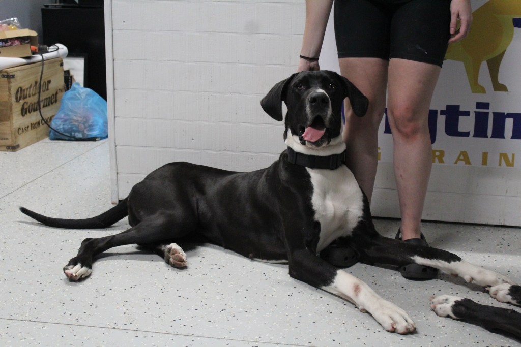 Anytime Dog Training – Because “Anytime “is time to train dogs