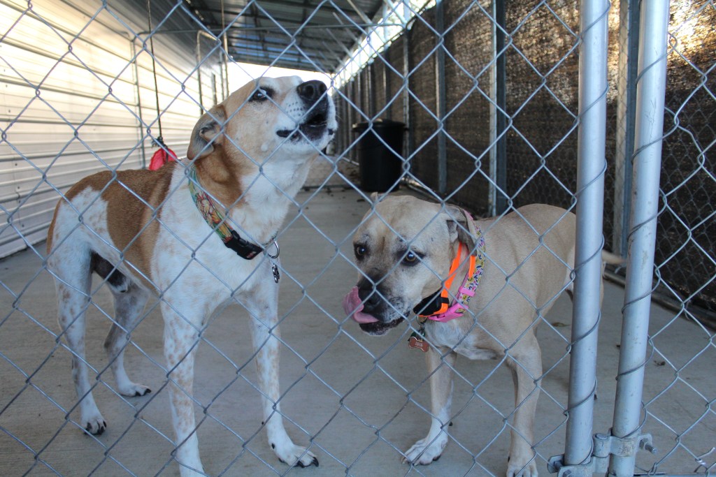 Anytime Dog Training – Because “Anytime “is time to train dogs