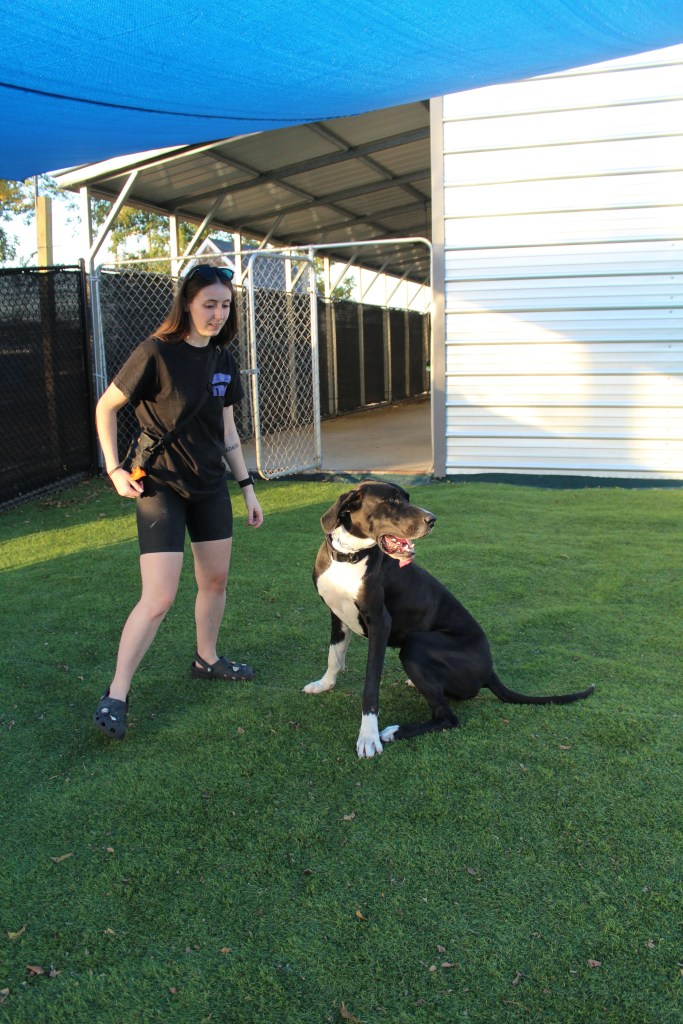 Anytime Dog Training – Because “Anytime “is time to train dogs
